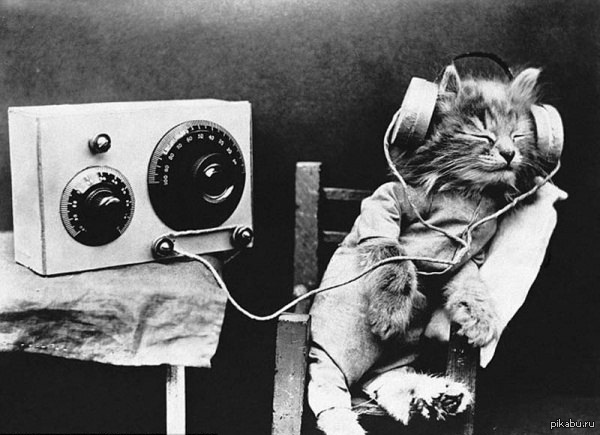 RadioCat | Пикабу