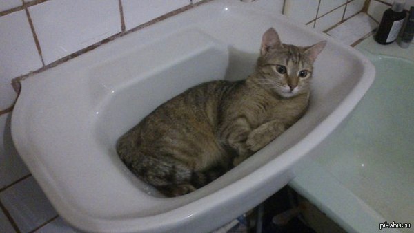 Умывашки поутру | Пикабу