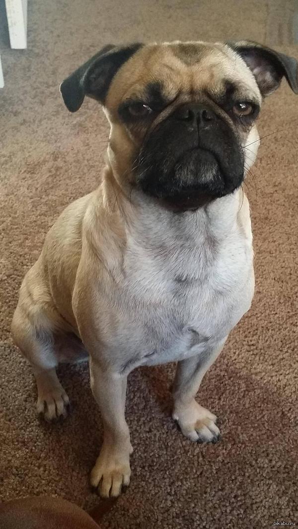 Grumpy Dog | Пикабу